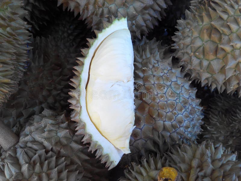 The durian stock image. Image of delicious, durian, yellow - 43417463