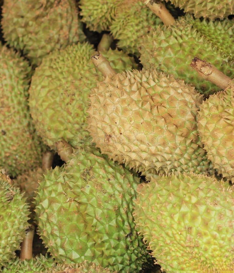 Durian fruits stock photo. Image of refreshment, harvest - 26412070