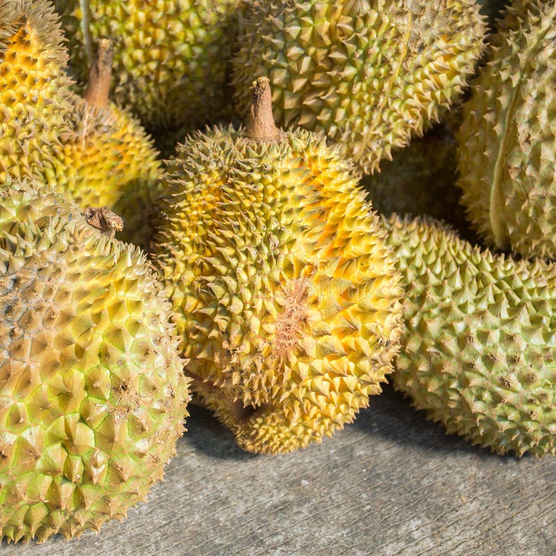 Durian fruits stock image. Image of nutrition, durian - 52061569
