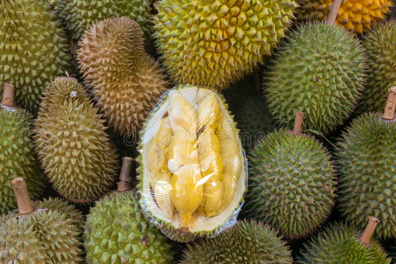 Durian fruit stock photo. Image of forest, close, king - 54381524