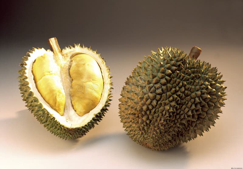 Durian, Fruta Del Rey De Malasia Imagen de archivo - Imagen de maduro ...