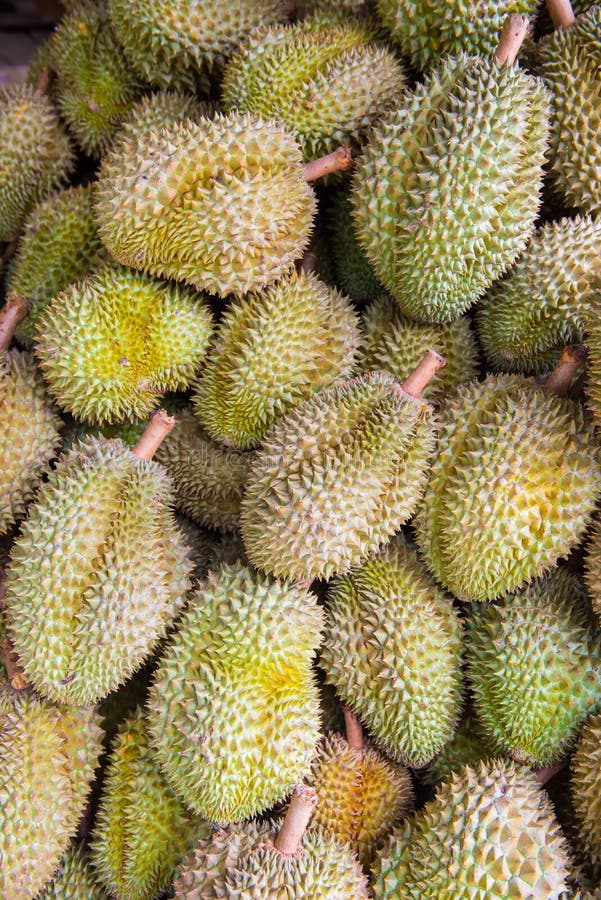 Durian, Fruta Tailandesa Del Rey Foto de archivo - Imagen de clima ...