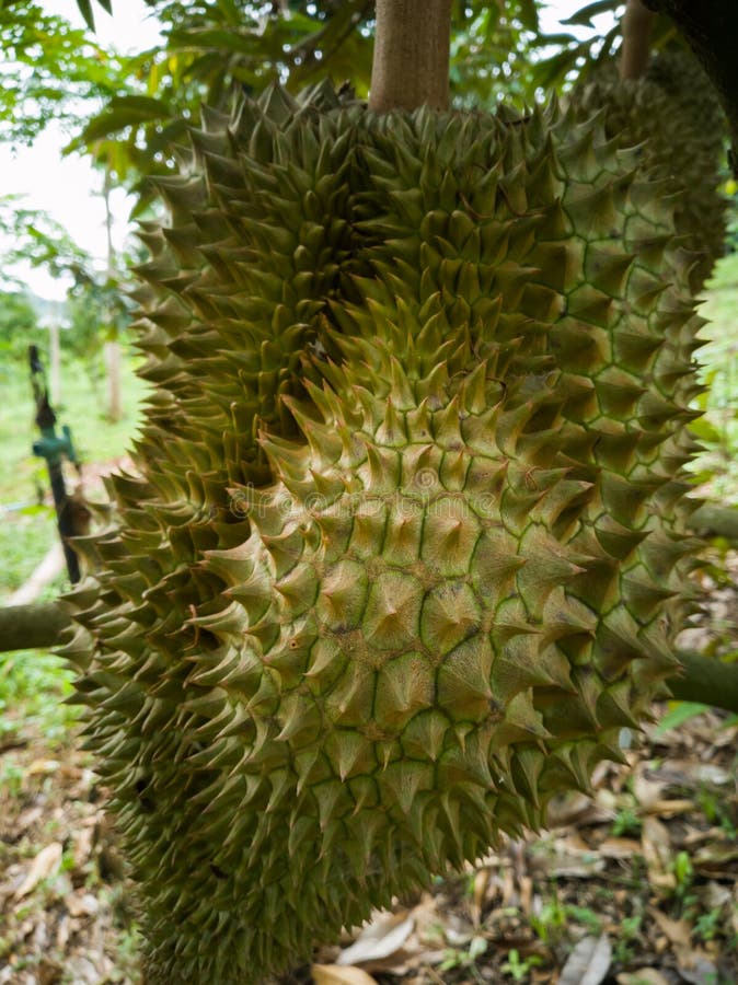 Sharp Thorn Plant Growing in Sunny Brown Field. Macro Image Stock Photo ...