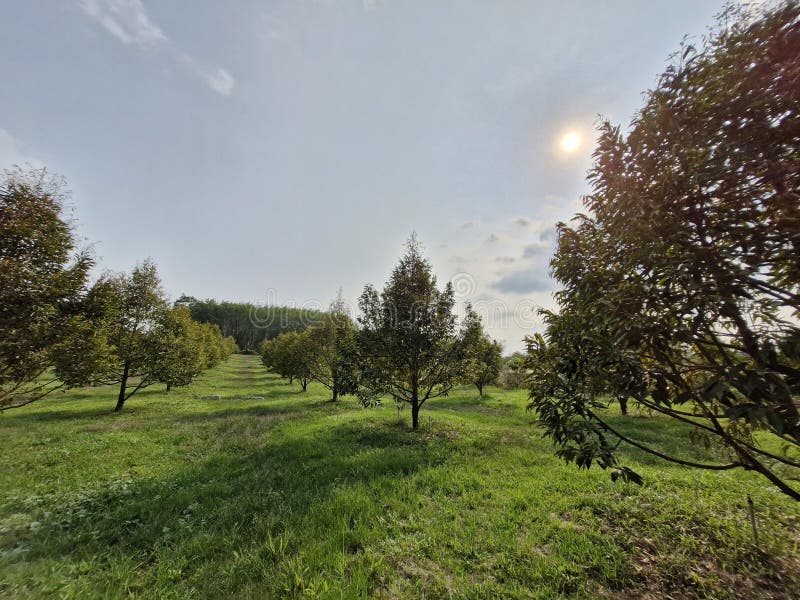 Durian Garden in Trat Thailand Stock Photo - Image of green, tree ...