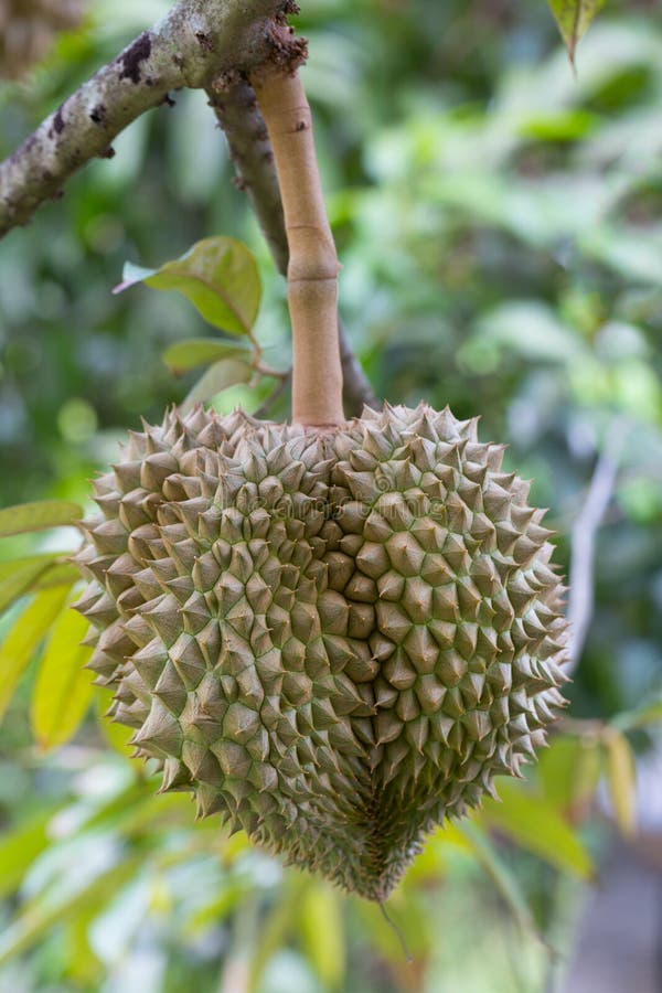 Fresh Durian with Leaf stock image. Image of white, greenleaf - 72378481