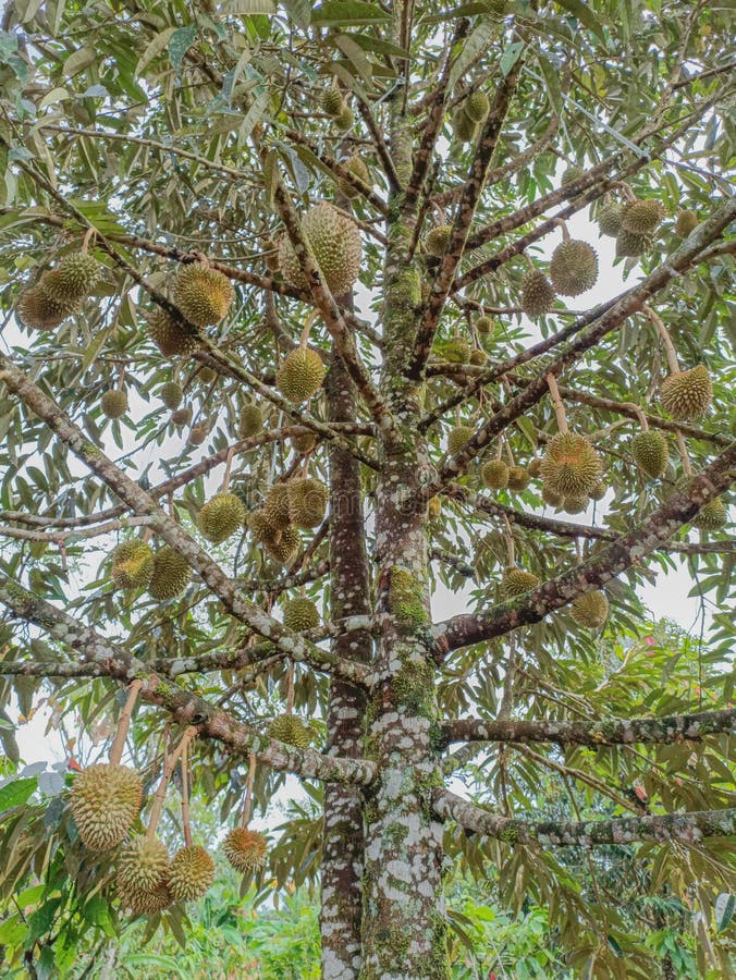 Durian indonesia poso stock photo. Image of plant, evergreen - 269318502