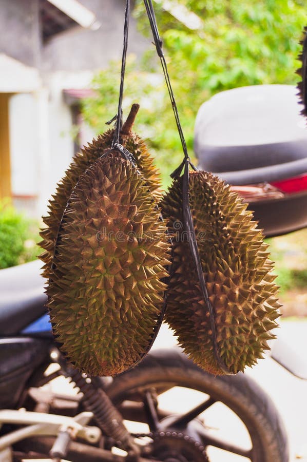 Durian Indonesias Favorite Fruit Stock Image - Image of nature, smell ...