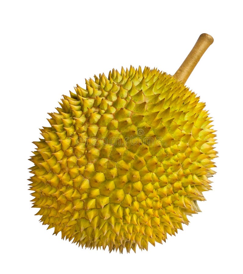 Durian isolated stock photo. Image of fruit, healthy - 28544090