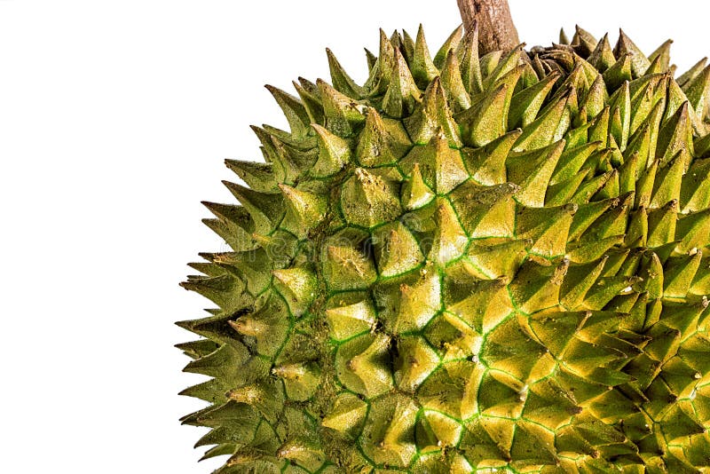 Durian isolated on white stock image. Image of healthy - 119756113