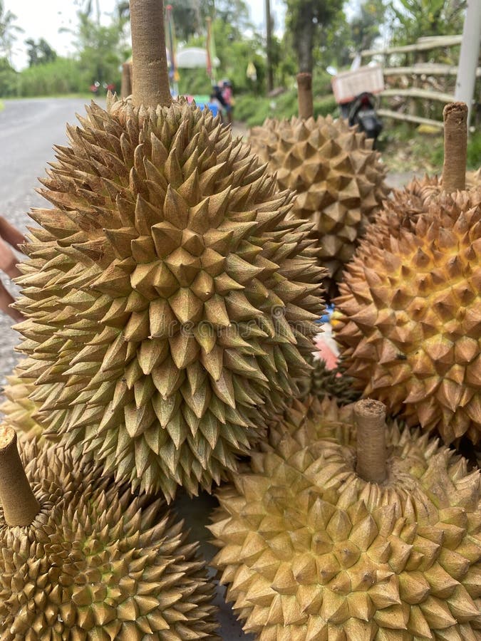 Durian stock image. Image of bestfruit, durian, alcohol - 275991323