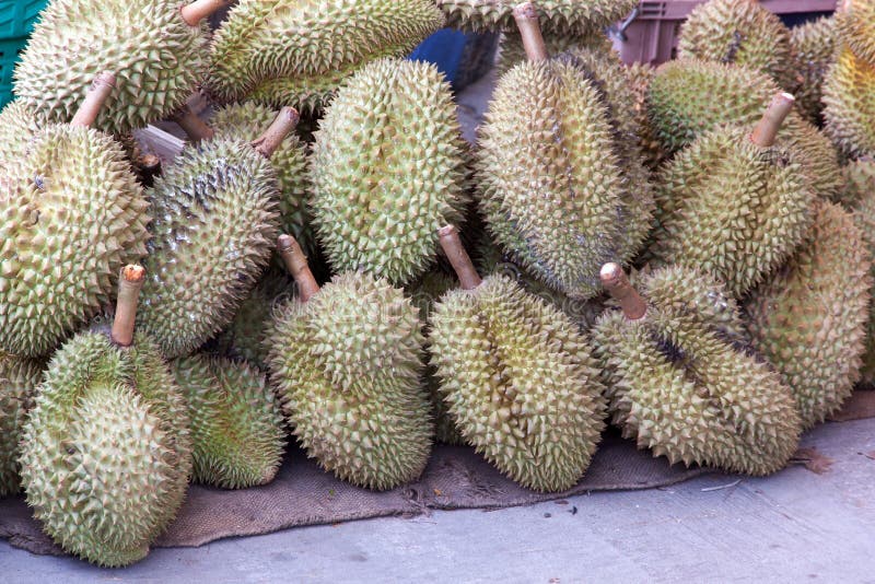 265 Floating Durian Fruit Stock Photos - Free & Royalty-Free Stock ...