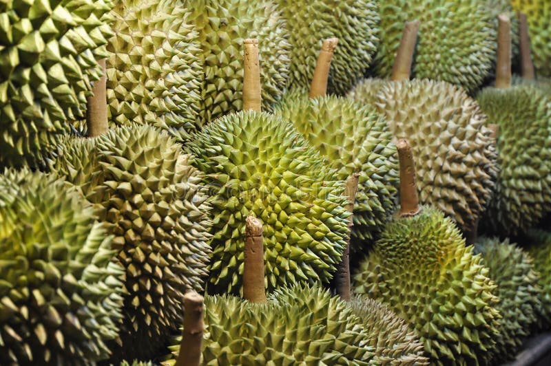 Durian Many Set stock photo. Image of mellow, piece, outdoor - 12277940