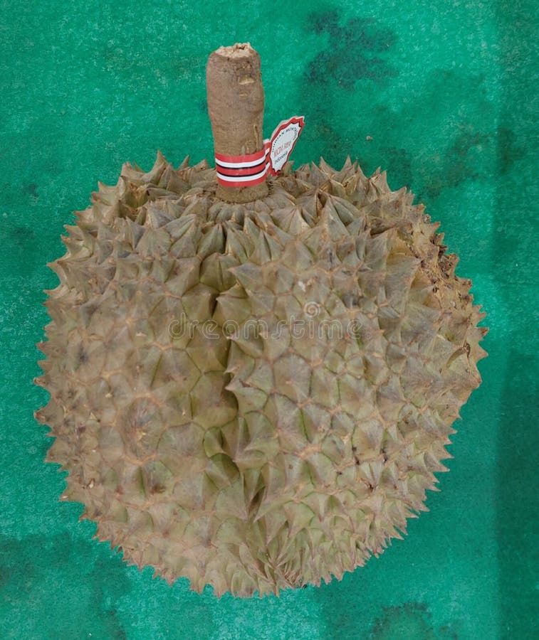 Durian Montong Tropical Fruit from Bali Stock Photo - Image of branch ...