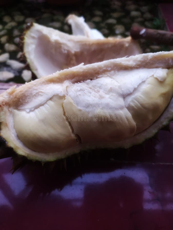 Durian Montong is Very Sweet Stock Photo - Image of fruit, durian ...