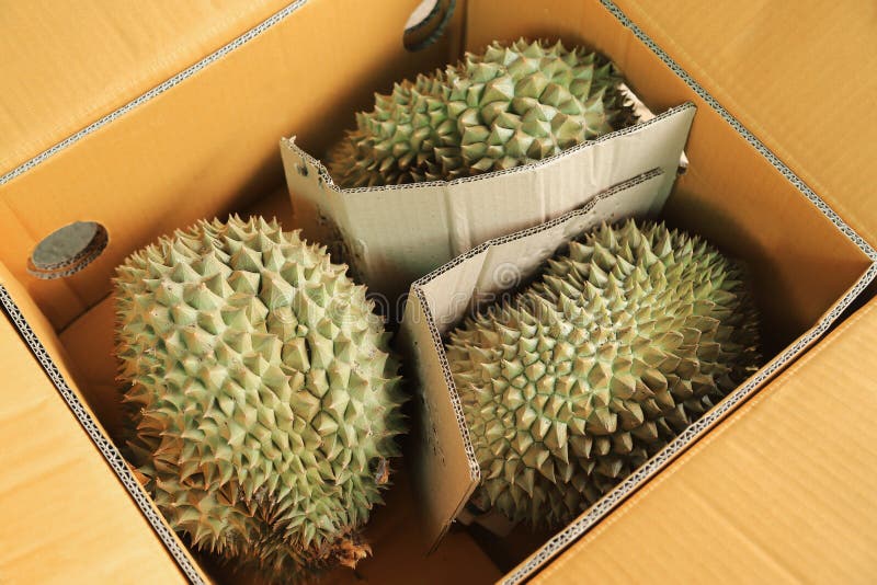 Closeup, Durian Fruit On The Tree Stock Image - Image of asia, season ...