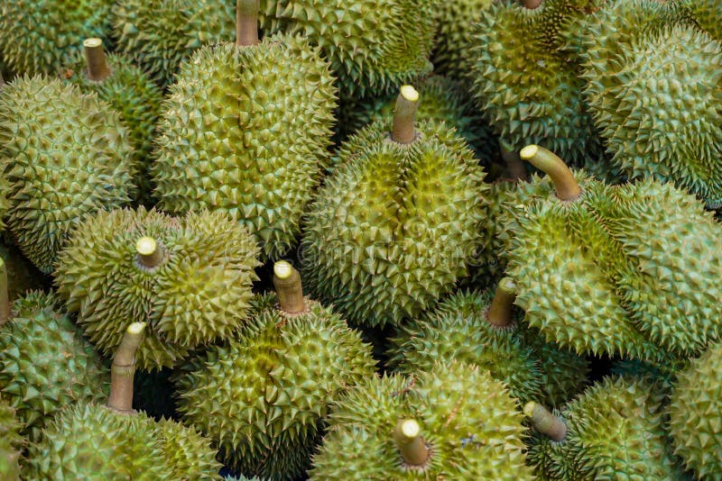 1,114 Durian Pattern Stock Photos - Free & Royalty-Free Stock Photos ...