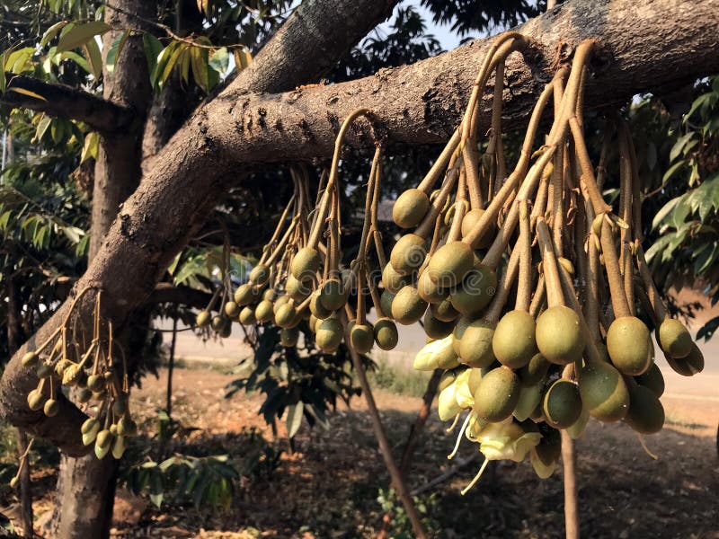 Durian Plant, Durian Small on Tree with Flower Buds on the Branch Stock ...