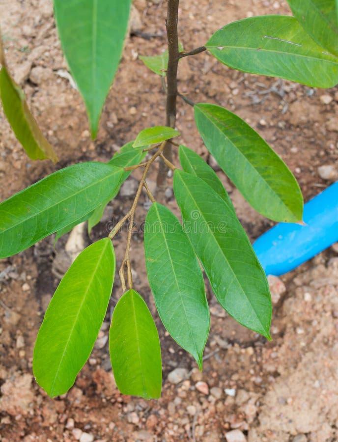 4,370 Durian Plant Tree Stock Photos - Free & Royalty-Free Stock Photos ...