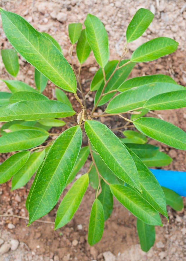 Durian plant stock photo. Image of gardening, soil, seed - 69965724