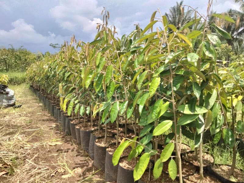 Durian Plants for Plantations Stock Image - Image of durian, travel ...