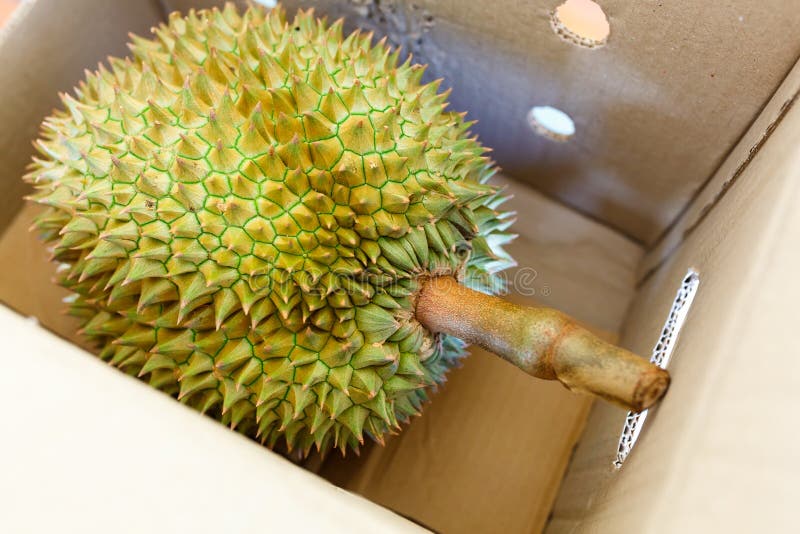 Durian in Post Box Prepare for Export Stock Image - Image of durian ...