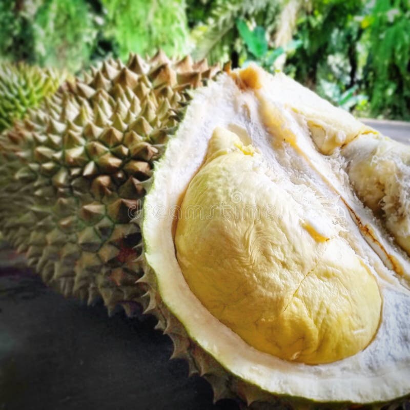 Durian pulp in shell stock photo. Image of shell, spiney - 127254872
