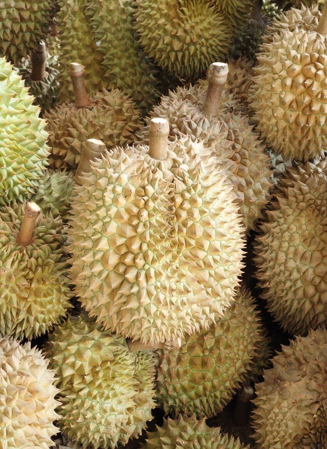 Durian, rey de la fruta imagen de archivo. Imagen de anaranjado - 31128425