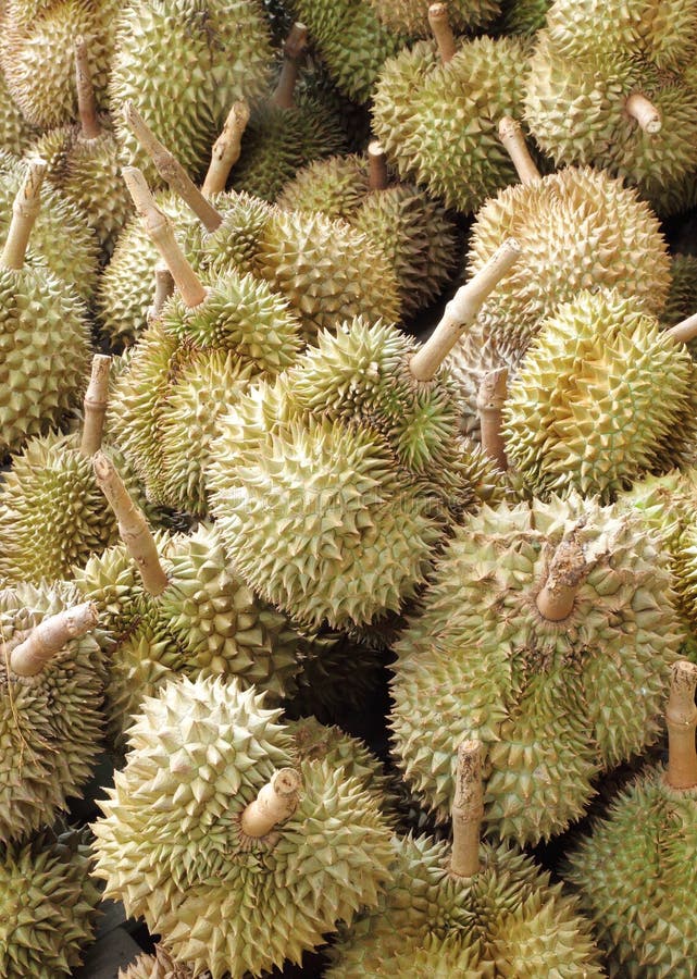 Durian, rey de la fruta imagen de archivo. Imagen de sostenido - 31129103