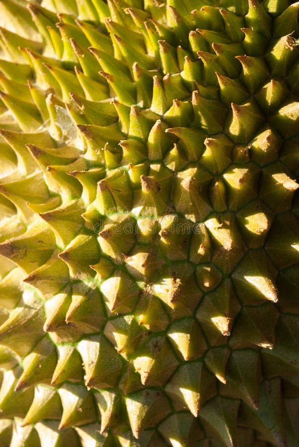 382 Durian Rind Stock Photos - Free & Royalty-Free Stock Photos from ...