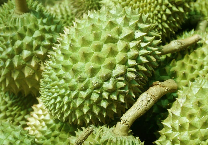 262 Durian Rind Background Stock Photos - Free & Royalty-Free Stock ...