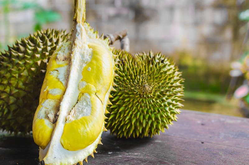Durian Riped and Fresh ,durian Peel with Yellow Colour on Man`s Stock ...
