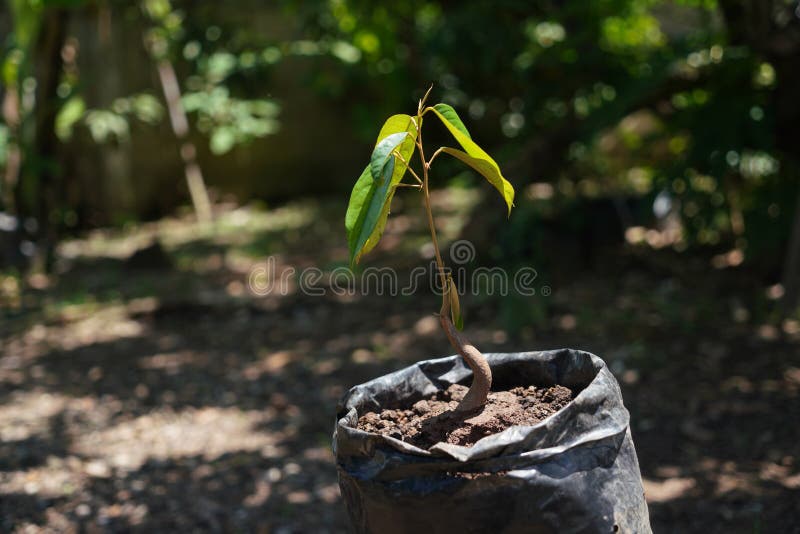 Durian Seedlings Put in a Nursery Bag of Thai Farmers Stock Image ...