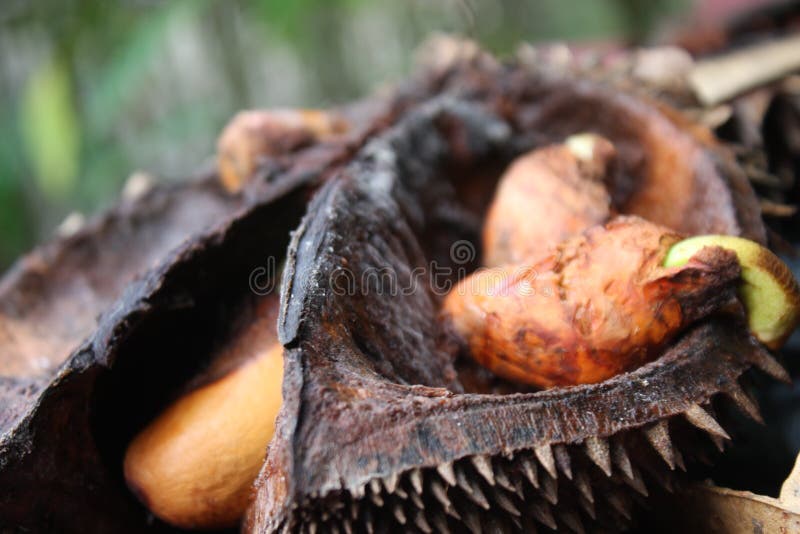 Durian Seeds Germinating on a Wooden Board Stock Photo - Image of ...