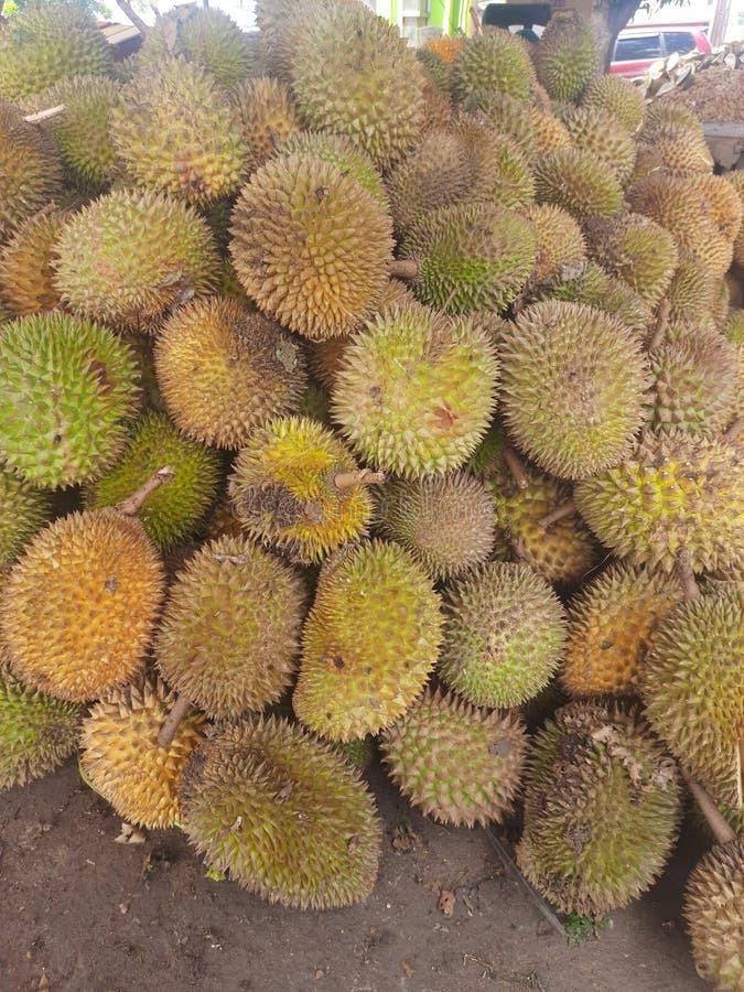 Durian is the Sharp-skinned Tropical Fruit Has a Strong Aroma Stock ...
