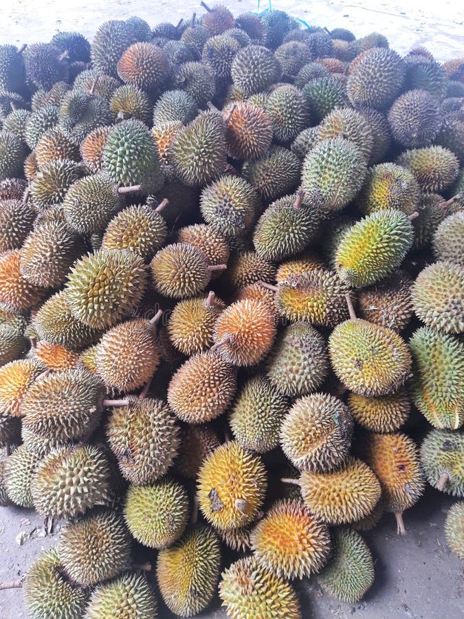 Durian is the Sharp-skinned Tropical Fruit Has a Strong Aroma Stock ...