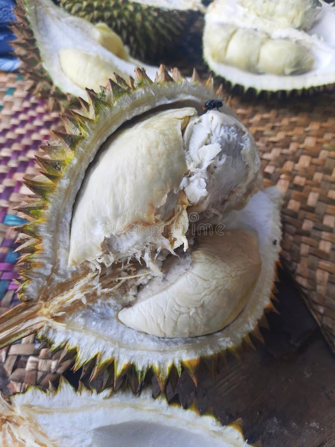 Durian is the Sharp-skinned Tropical Fruit Has a Strong Aroma Stock ...