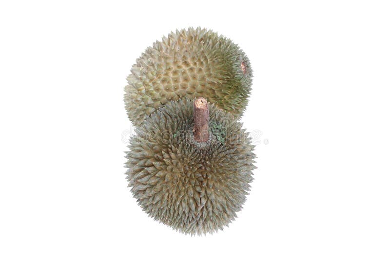 111 Dorian Fruit Stock Photos - Free & Royalty-Free Stock Photos from ...