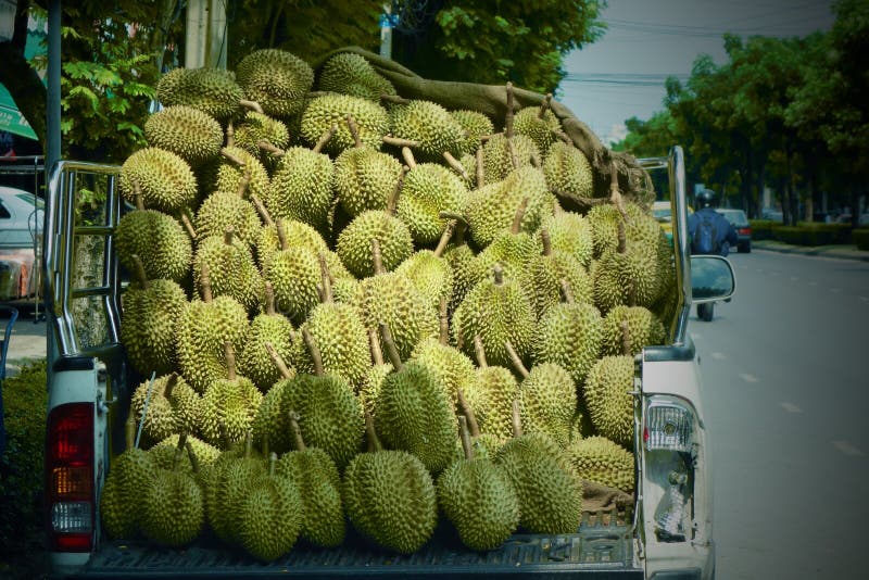 Durian shop stock photo. Image of sell, road, spiny, prickle - 42630272
