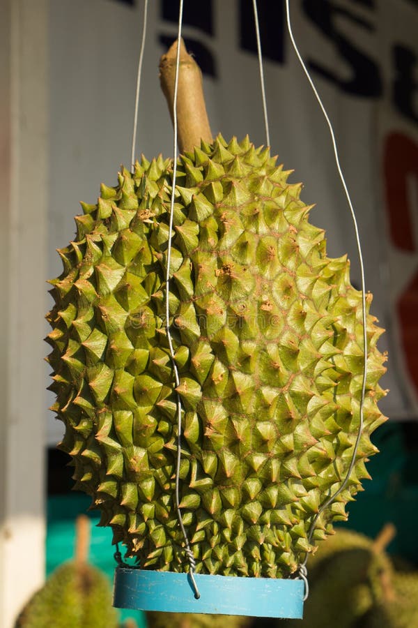 Durian stock photo. Image of case, durian, delicious - 70285718