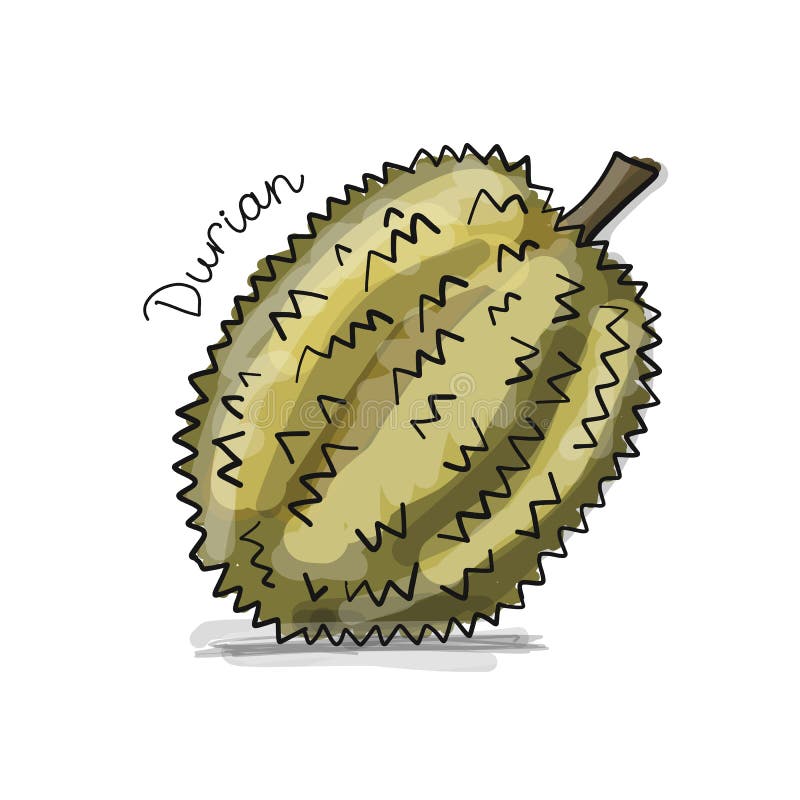 Durian, Sketch for Your Design Stock Vector - Illustration of food ...