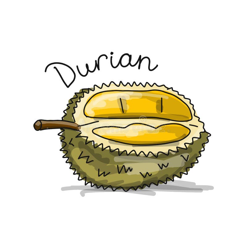 Durian, Sketch for Your Design Stock Vector - Illustration of fruit ...
