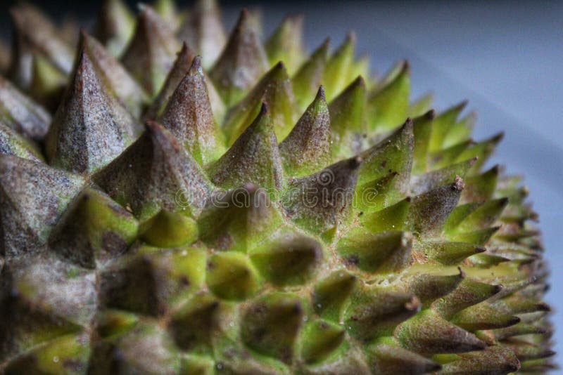 Durian Skin is Brownish Green Stock Photo - Image of tree, thorns ...