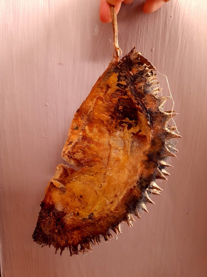 Durian Skin Rot Stock Photos - Free & Royalty-Free Stock Photos from ...