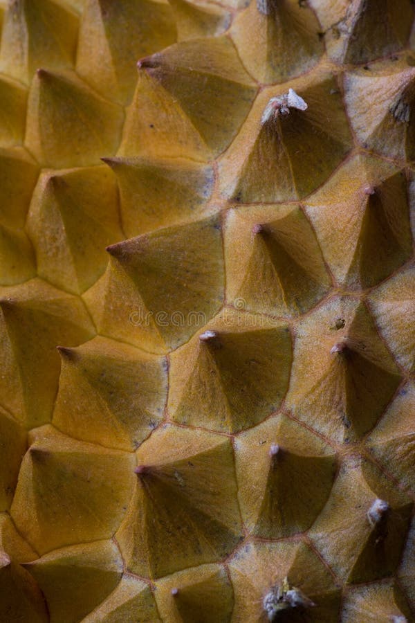 Durian Skin Seamless Background. King of Tropical Fruits Pattern. Stock ...