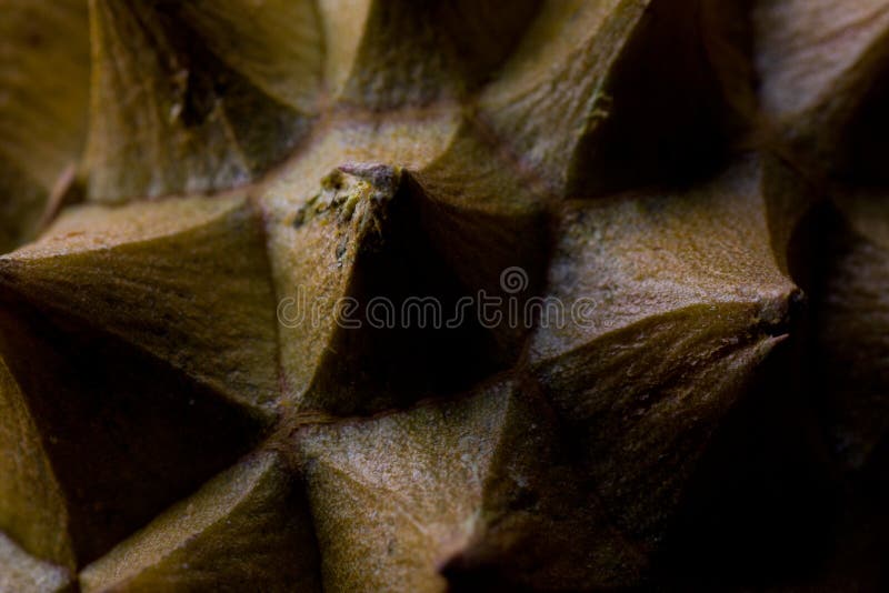 Durian skin stock image. Image of sharp, fiber, rich - 187470673