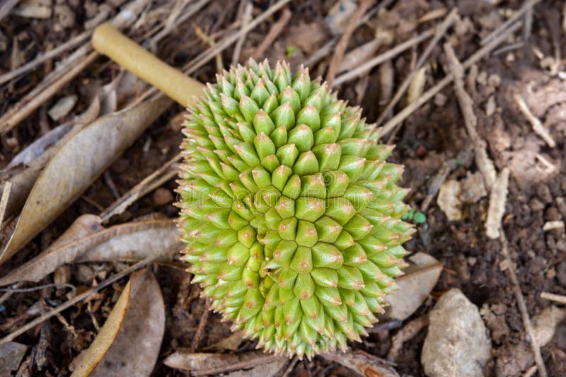 Durian stock image. Image of asia, flavor, healthy, delicious - 95417721