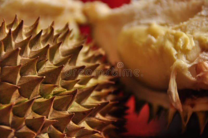 Spiky shell stock image. Image of shell, long, white, side - 8792283