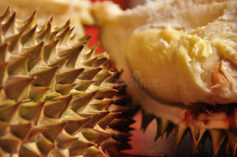 Spiky shell stock image. Image of shell, long, white, side - 8792283