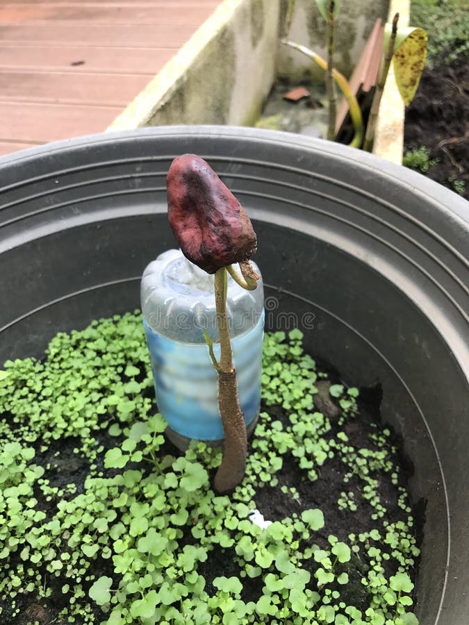 A durian sprout. stock image. Image of botanical, garden - 103295747