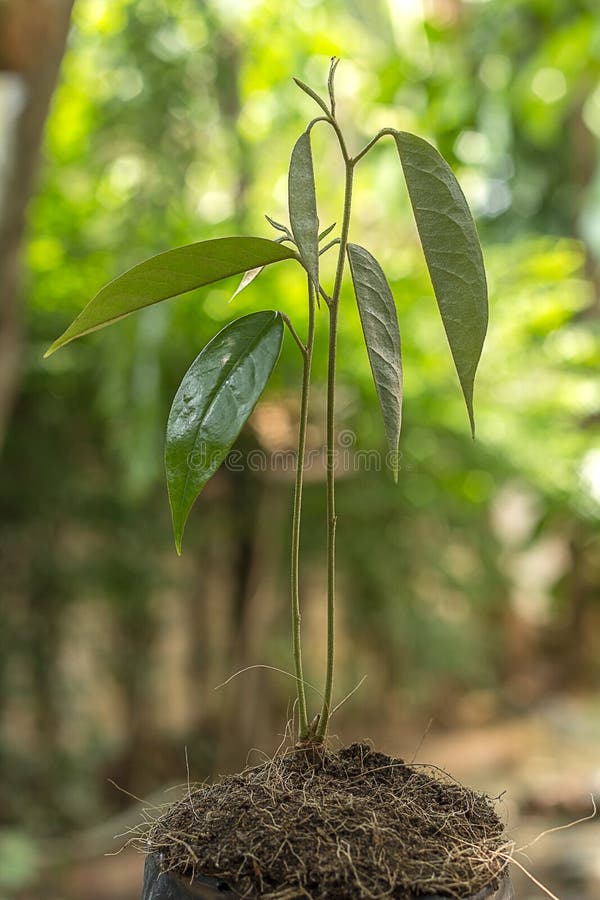 Durian sprout stock photo. Image of dirt, land, cultivate - 61522734